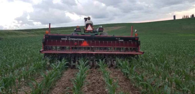 Interseeding Cover Crops | Allamakee SWCD